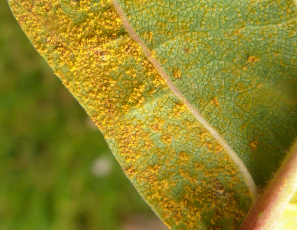 Birch Rust | NatureSpot