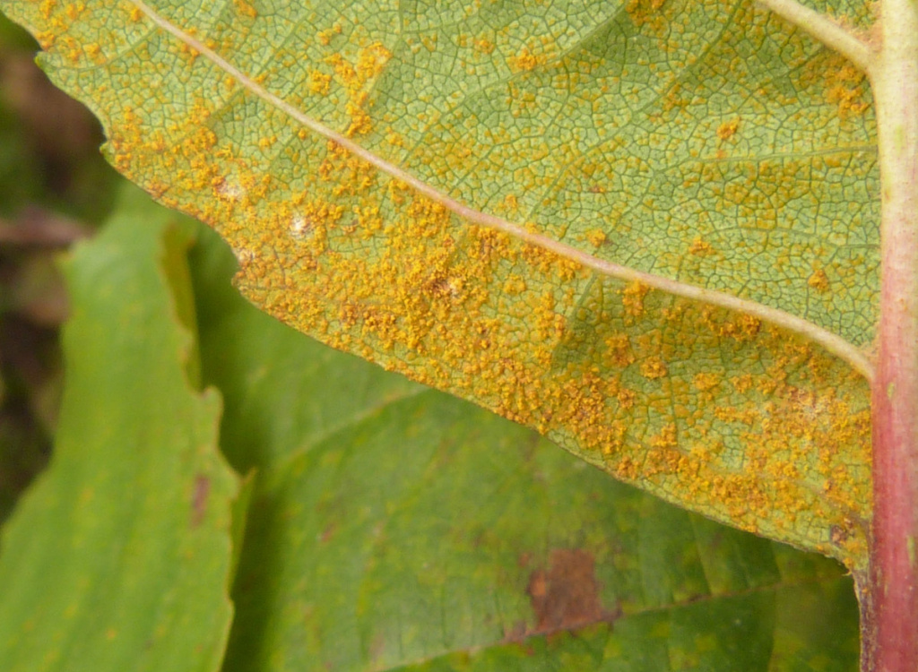 Birch Rust | NatureSpot