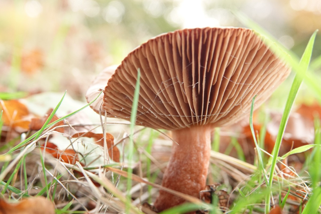 Oak Milkcap | NatureSpot