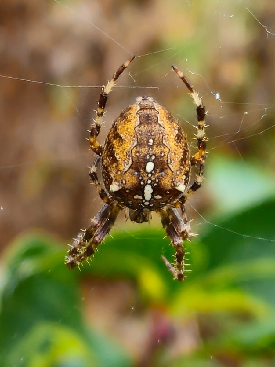 Eastern Garden Spider Common Western WA House Spider Guide For Autumn