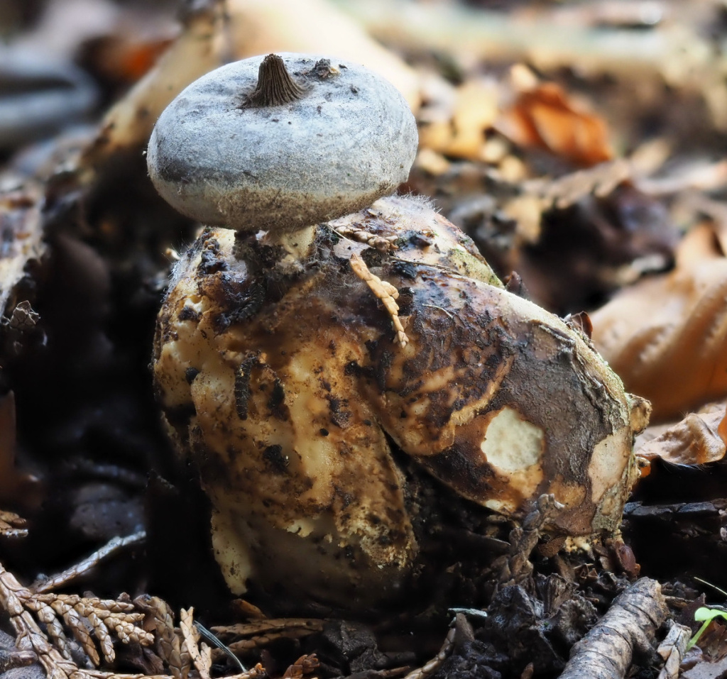 Beaked Earthstar | NatureSpot