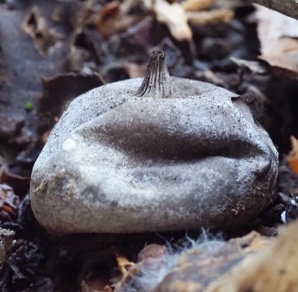 Beaked Earthstar | NatureSpot