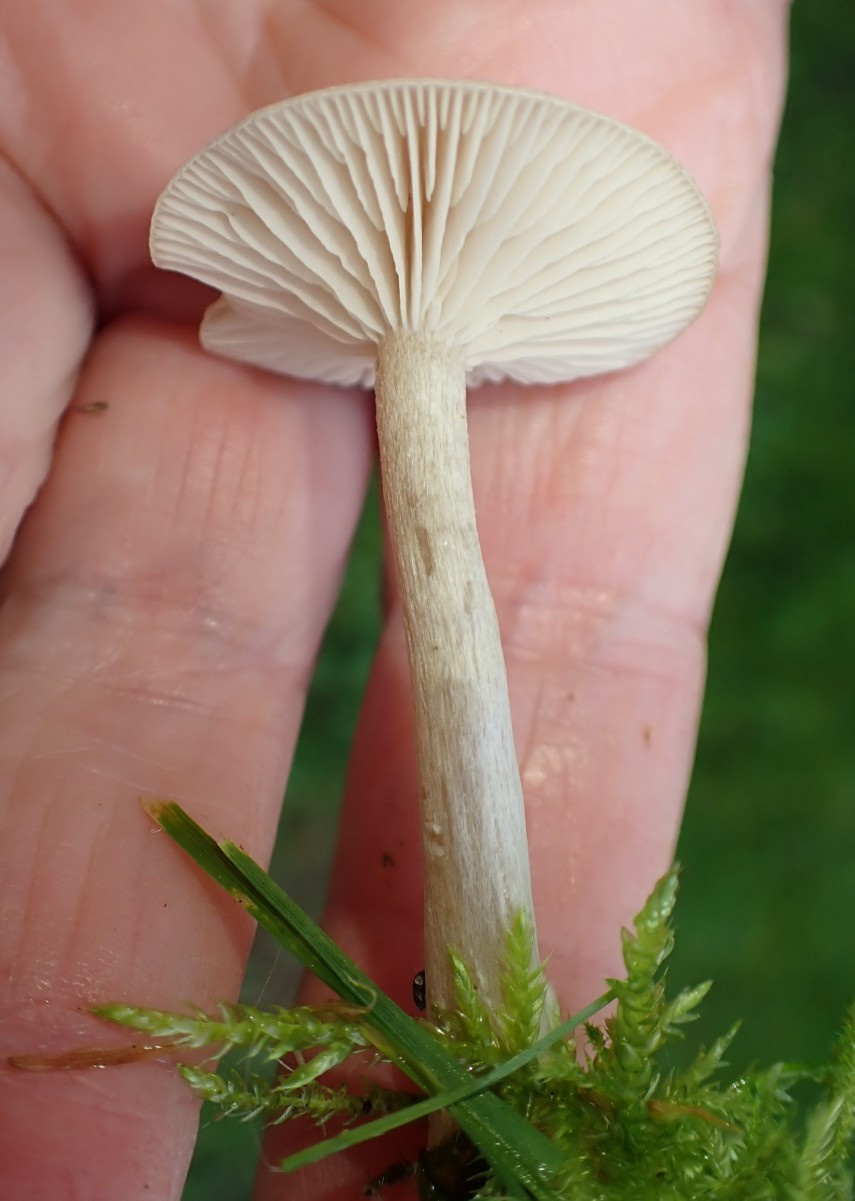 Fragrant Funnel | NatureSpot