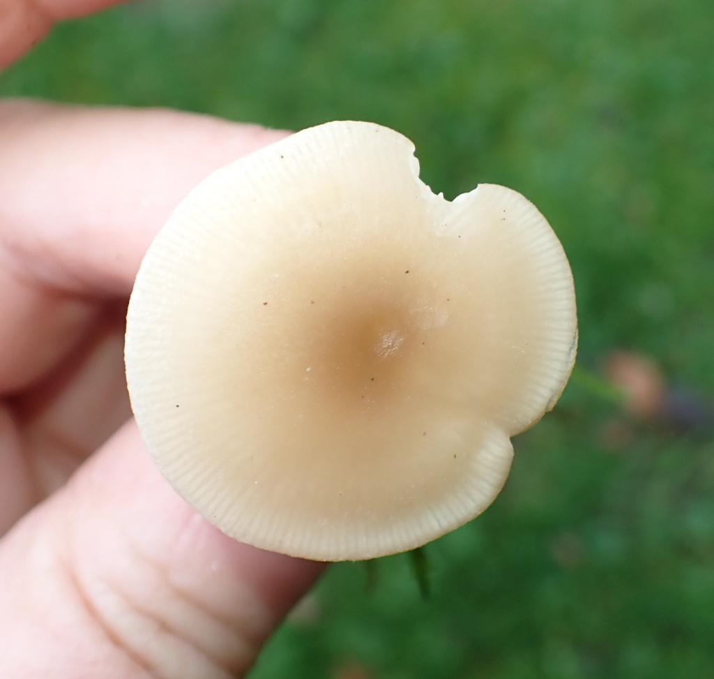 Fragrant Funnel | NatureSpot