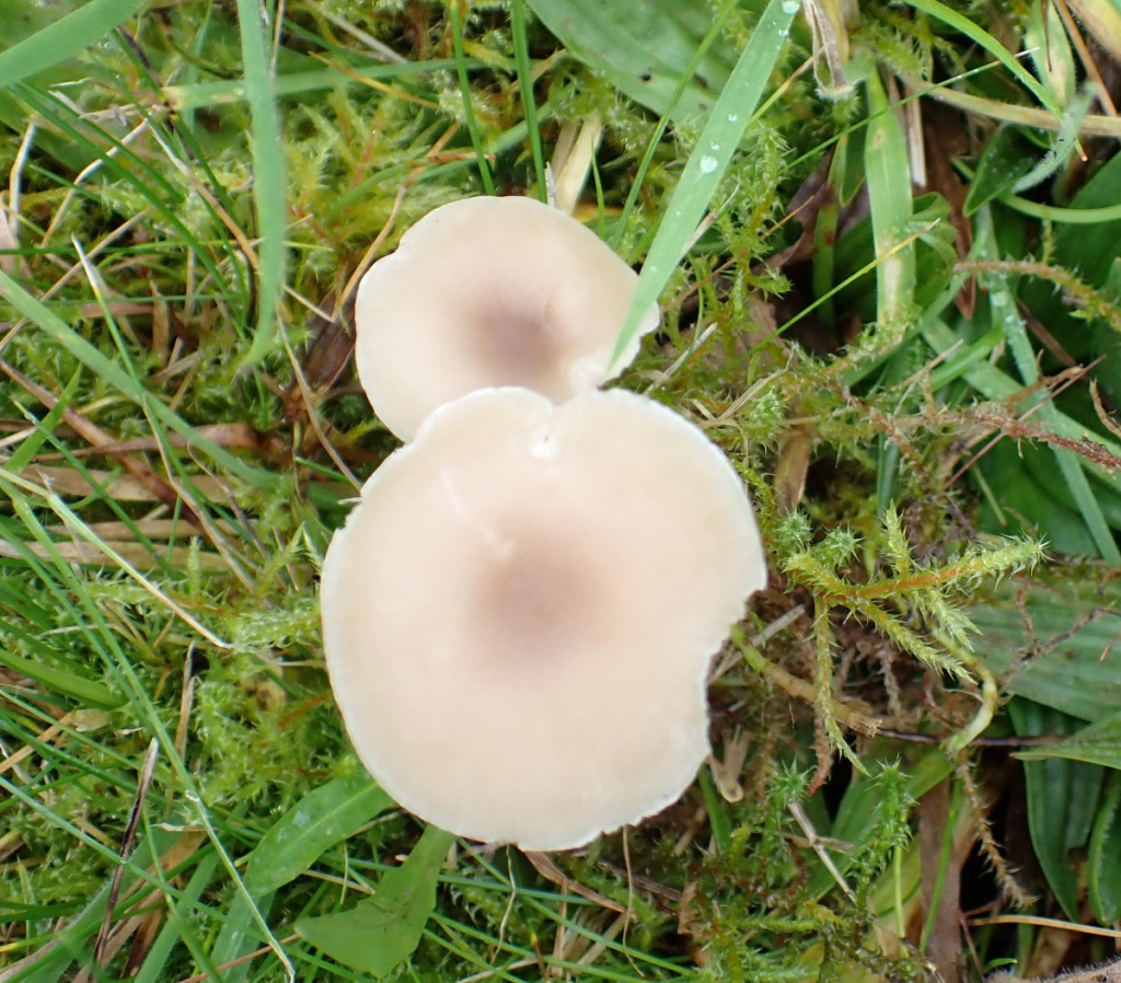 Fragrant Funnel | NatureSpot