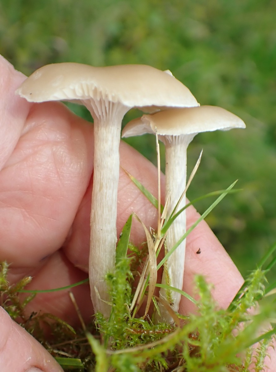 Fragrant Funnel | NatureSpot