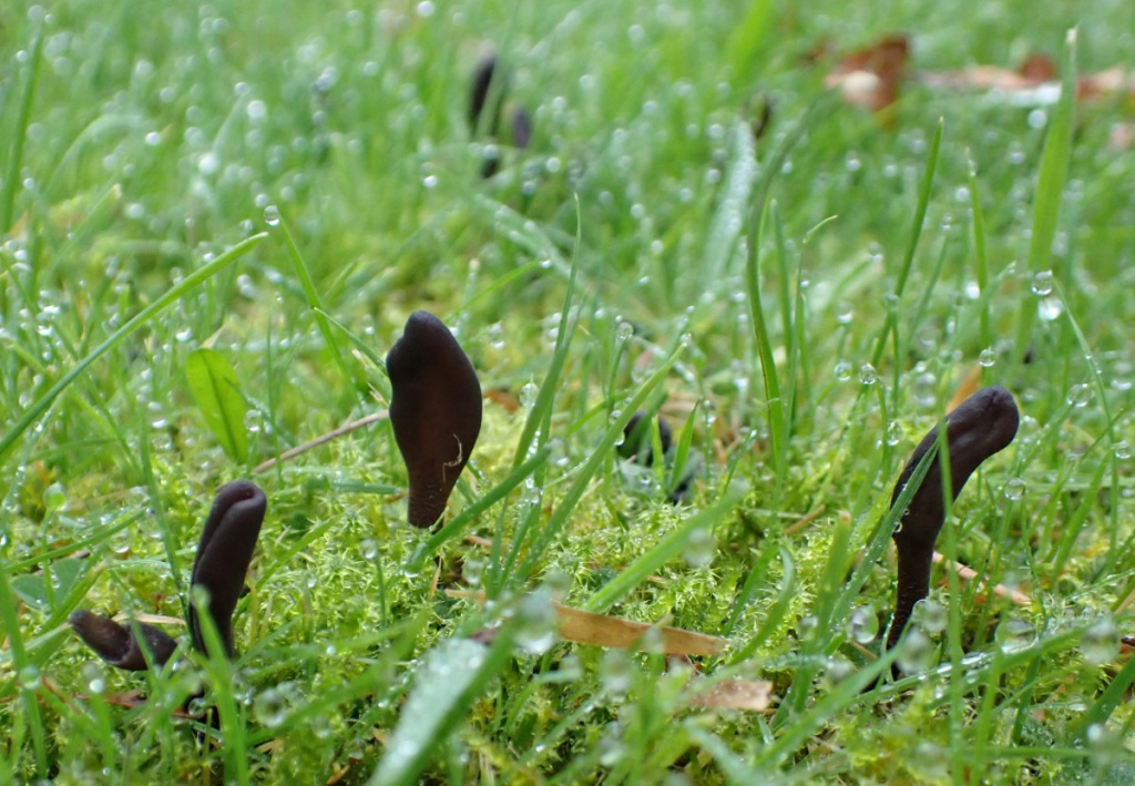Earthtongue | NatureSpot