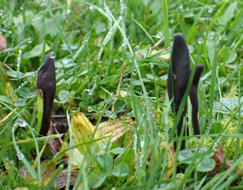 Earthtongue | NatureSpot