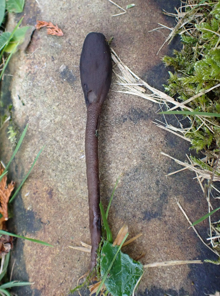Earthtongue | NatureSpot