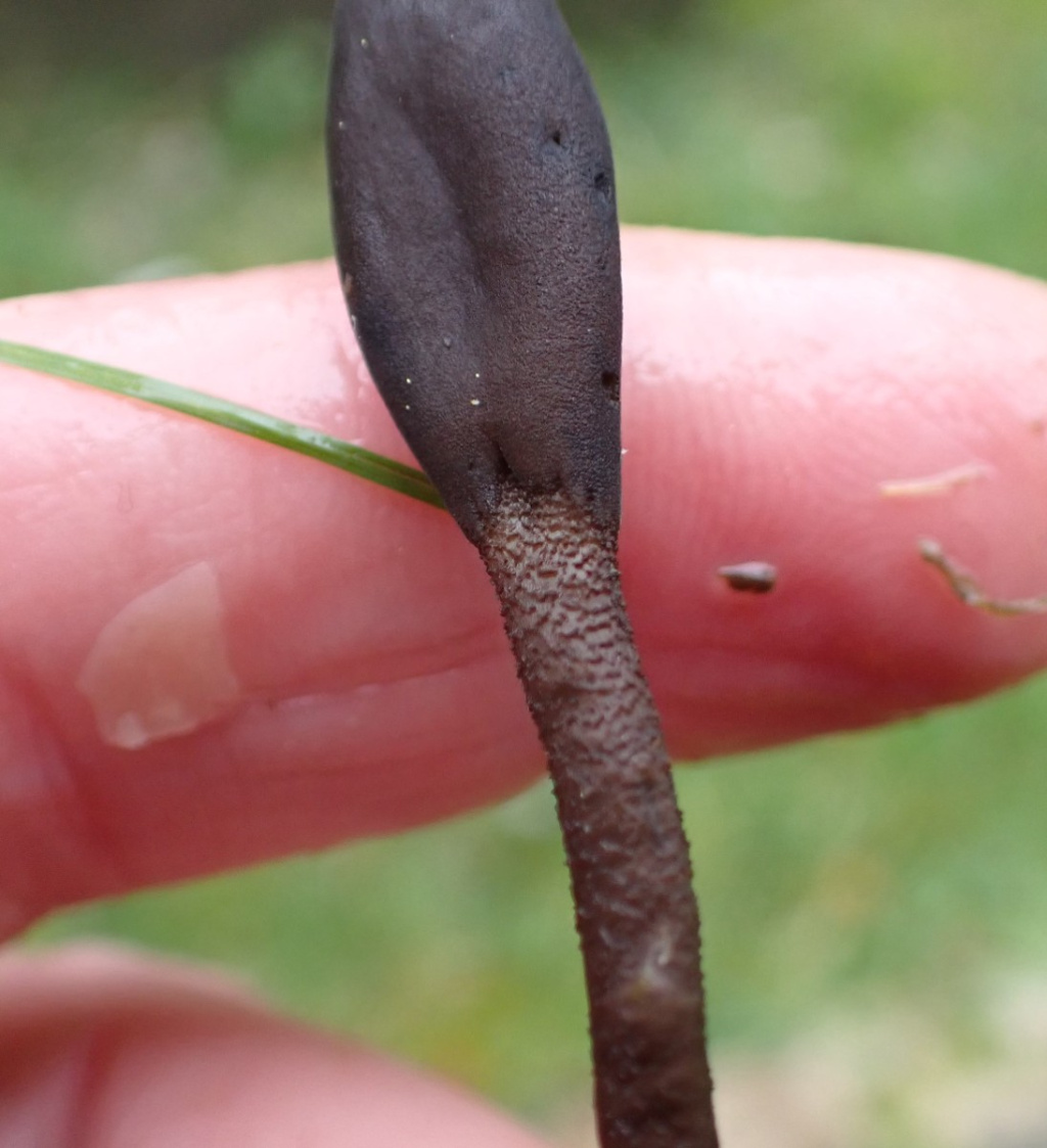 Earthtongue | NatureSpot