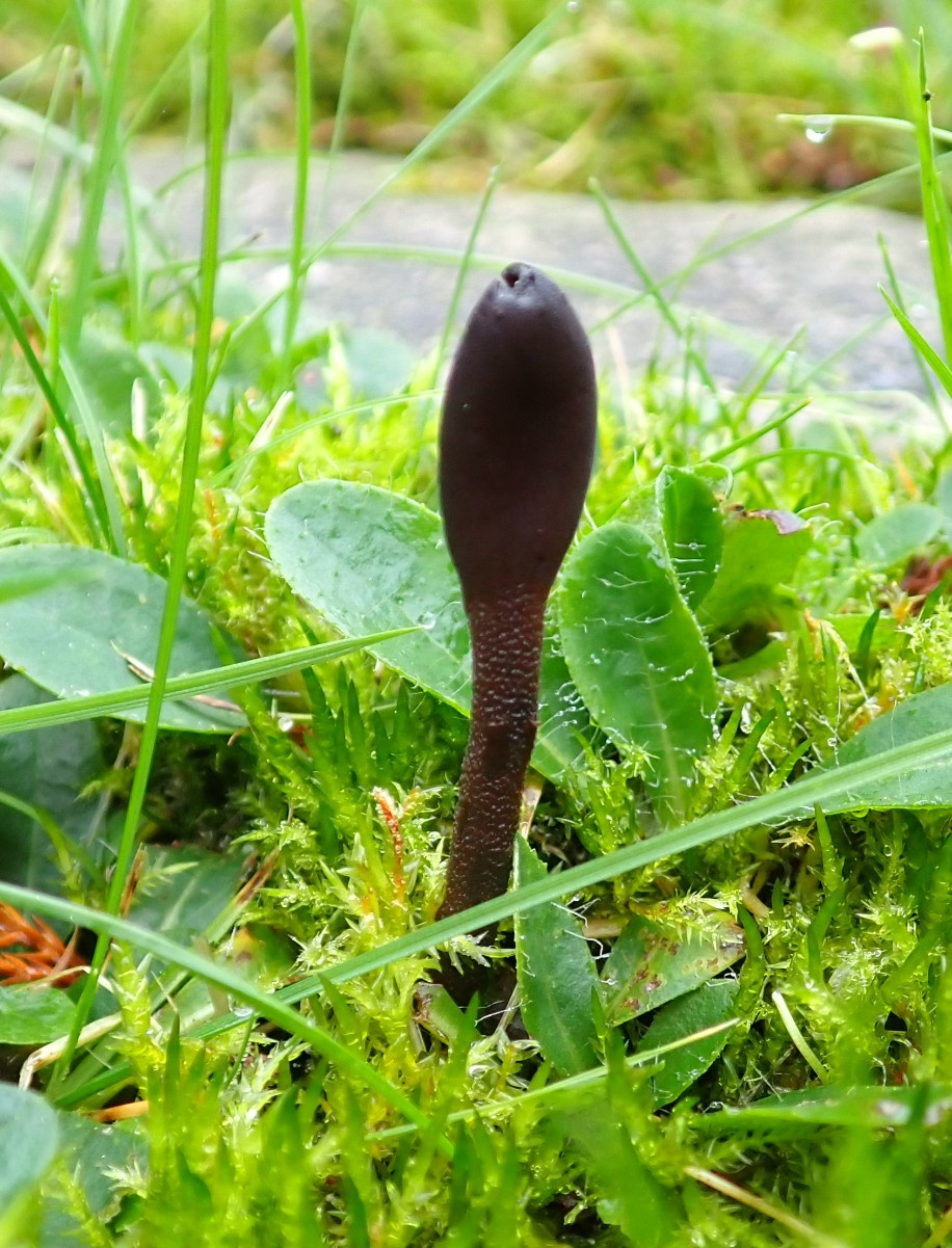 Earthtongue | NatureSpot