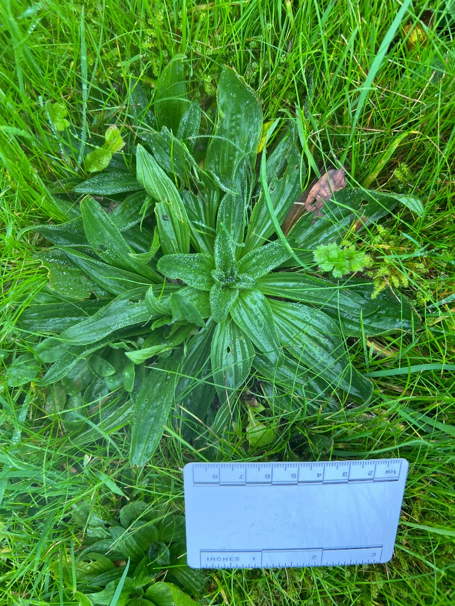Buckhorn Plantain Ribwort Plantain (Plantago Lanceolata) | Feedipedia