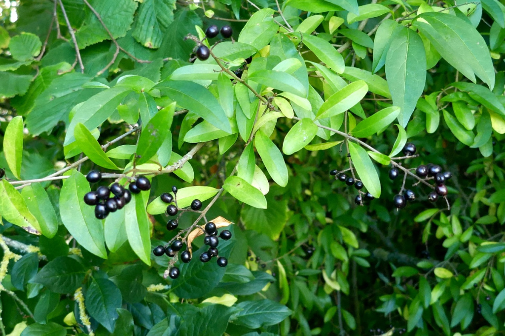 Wild Privet | NatureSpot