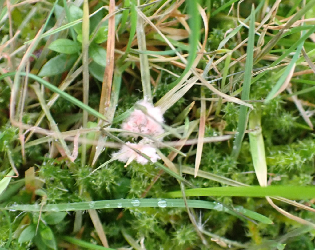 Limonomyces | NatureSpot