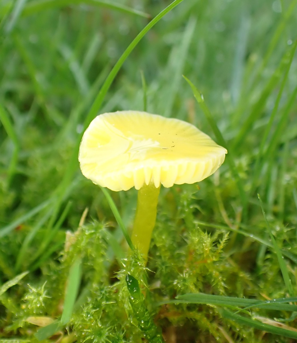 Glutinous Waxcap | NatureSpot