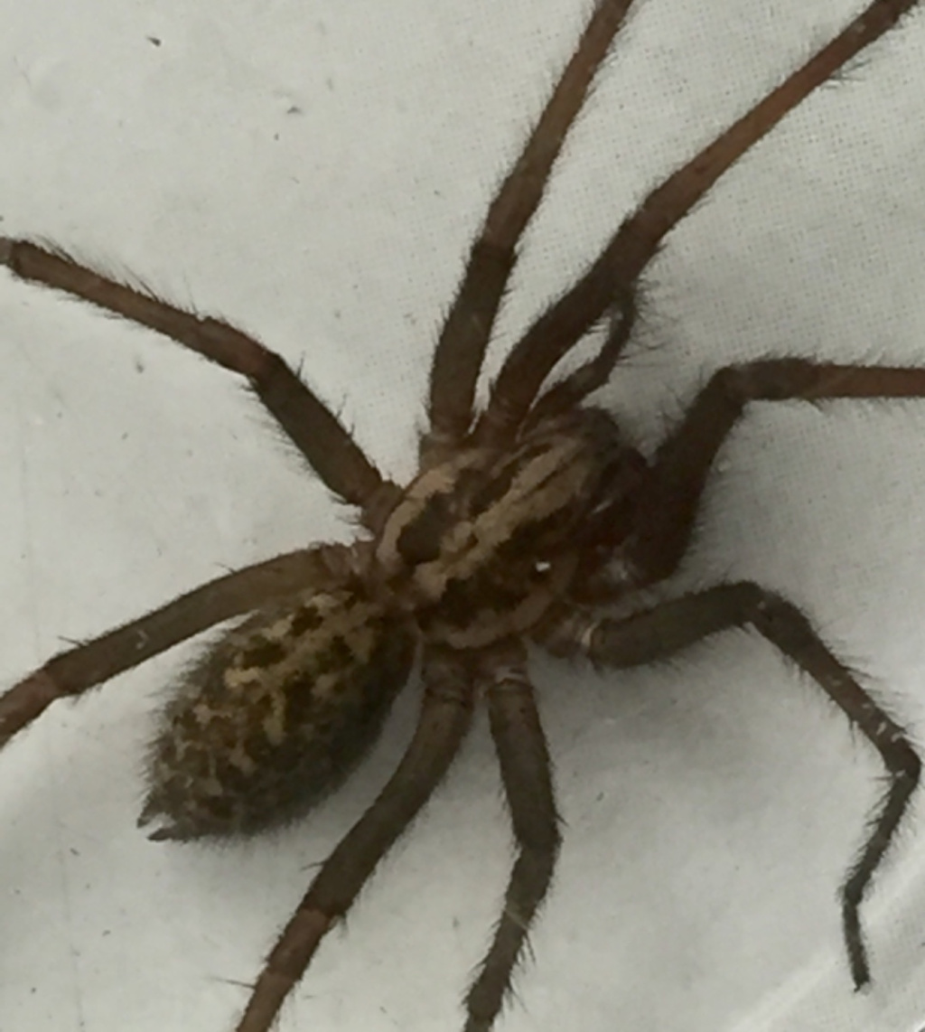 Giant House Spider Size