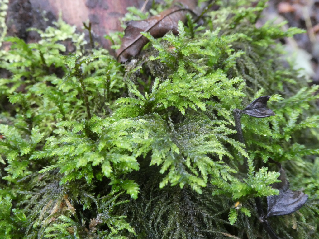 Fox-tail Feather-moss | NatureSpot