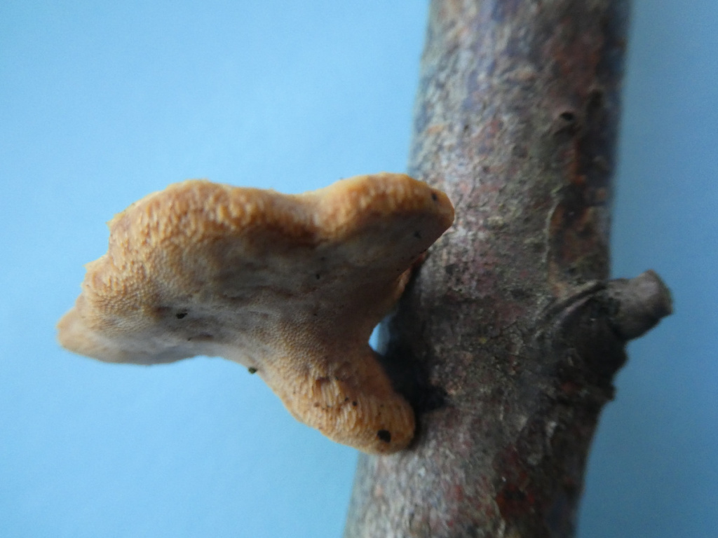 Winter polypore | NatureSpot