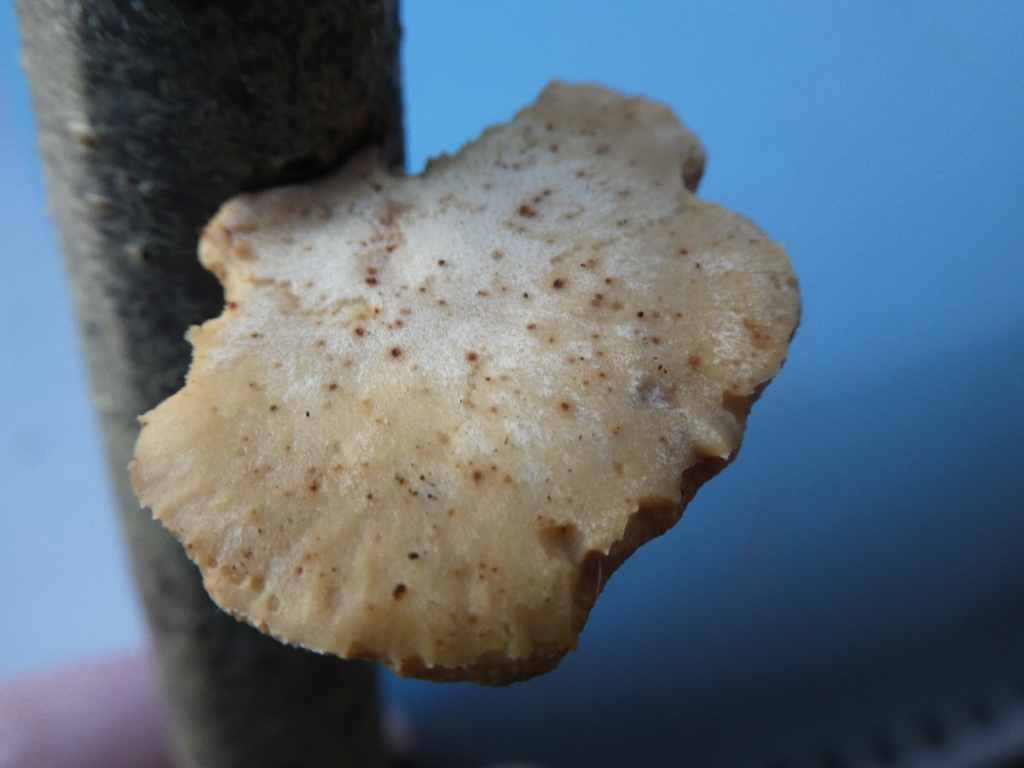 Winter polypore | NatureSpot