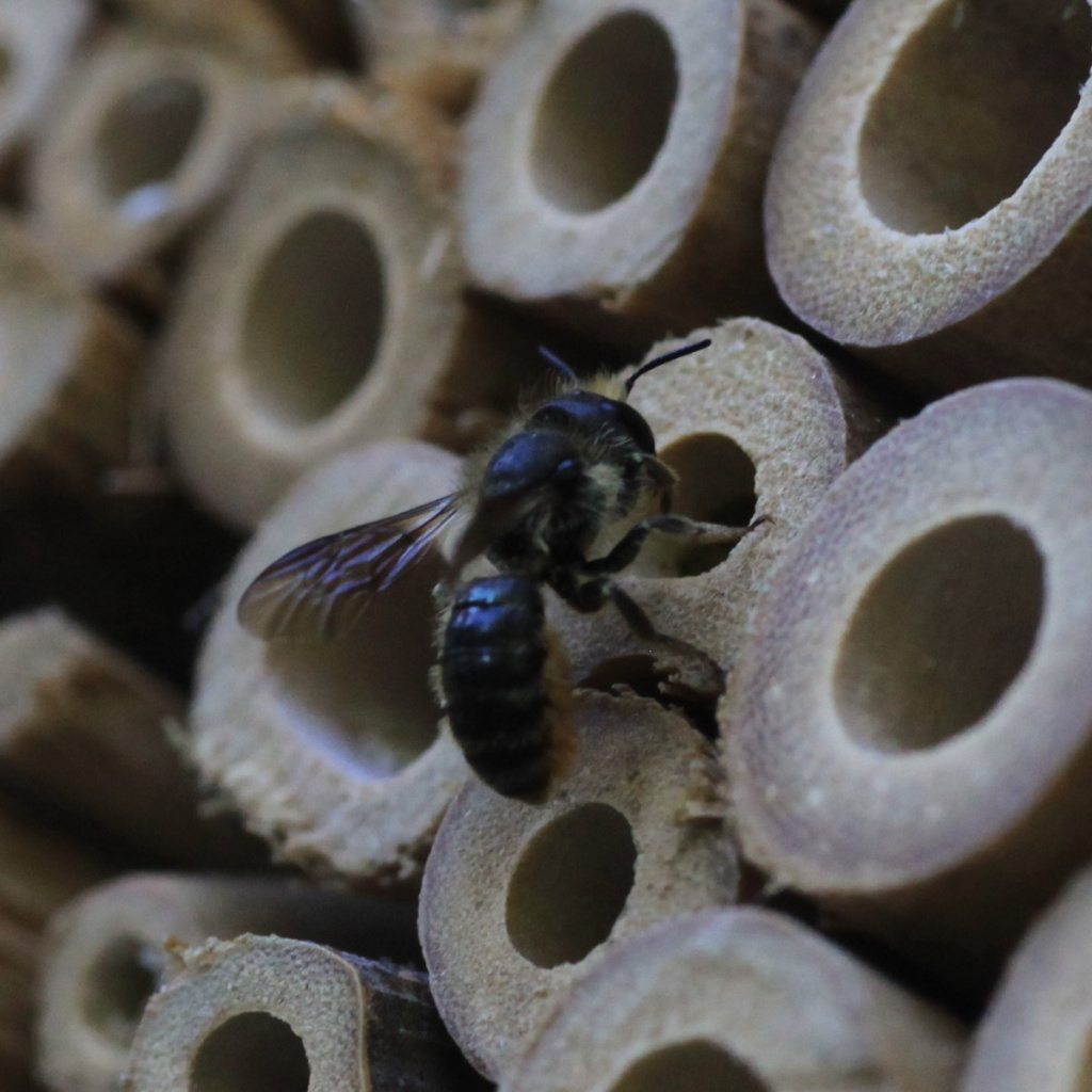 Mason Bees