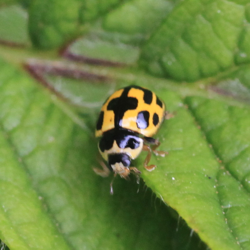 Green Ladybug Easy Guide And Identifying Them With Images Guide To