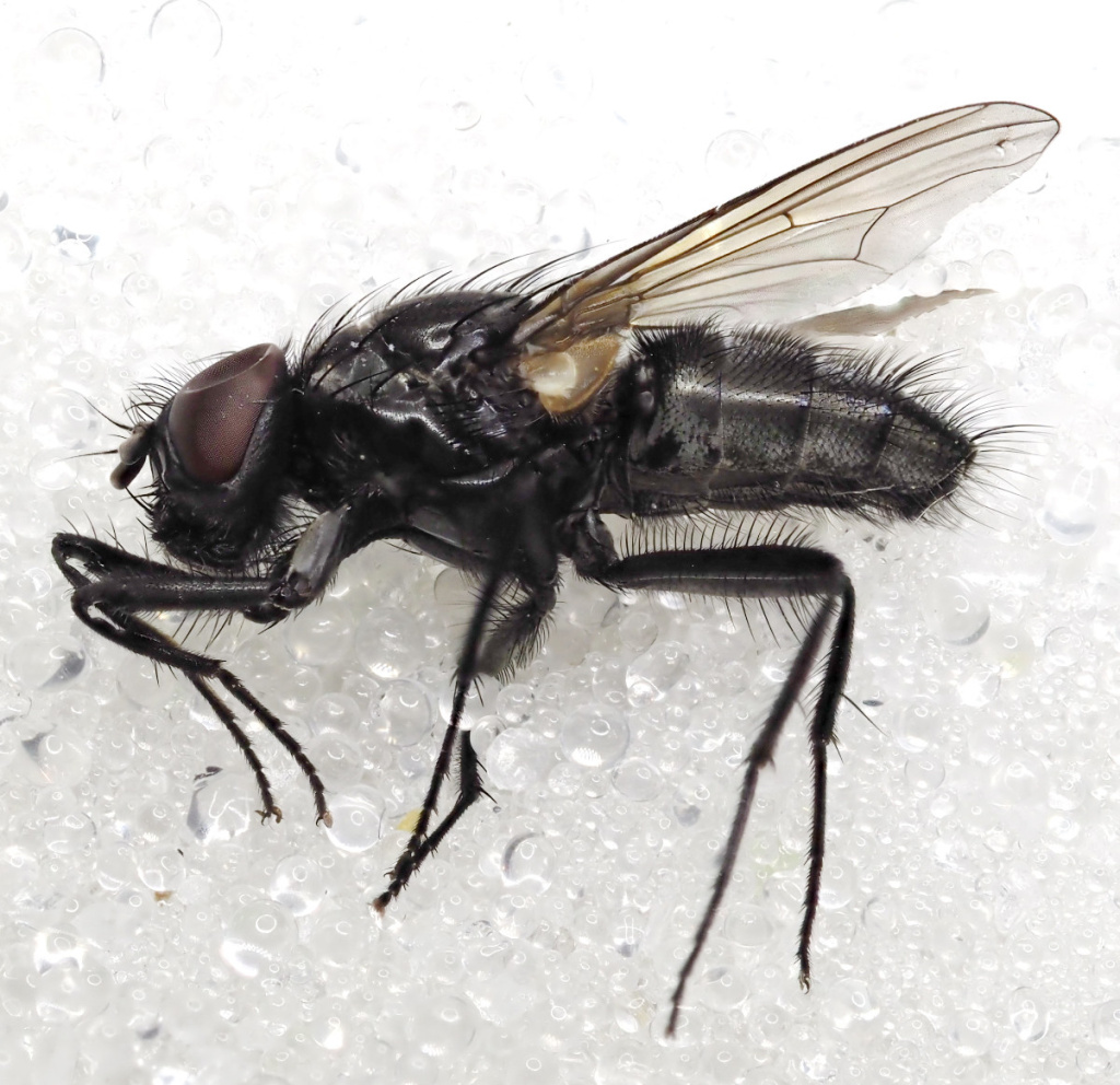 Hydrotaea similis | NatureSpot