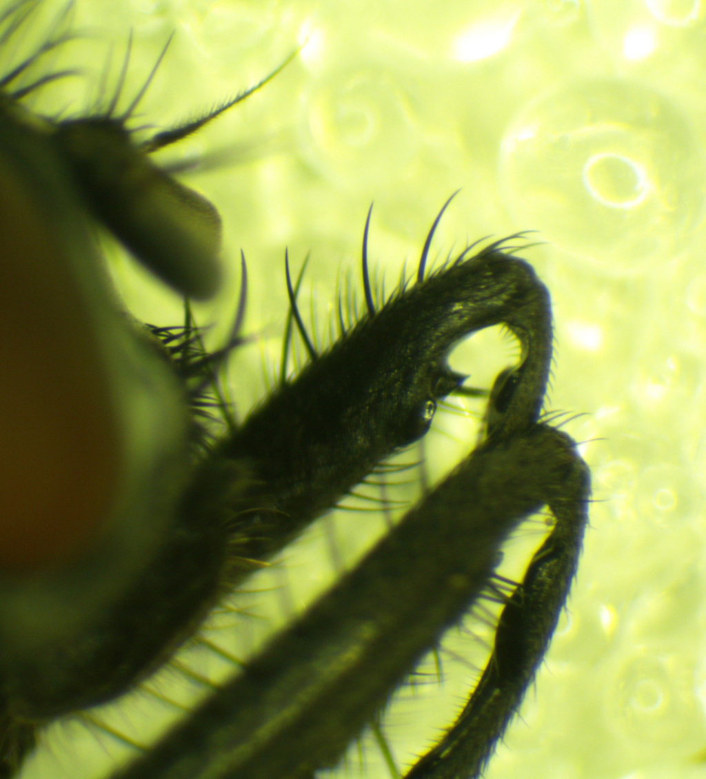 Hydrotaea similis | NatureSpot