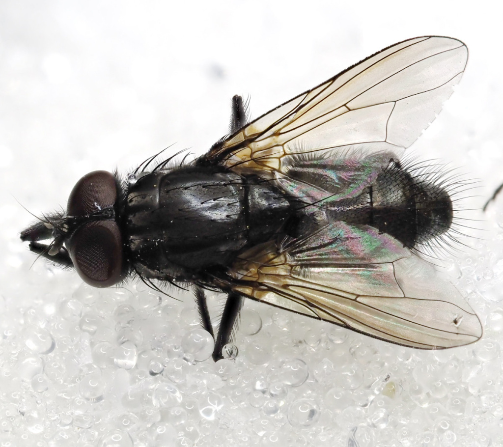 Hydrotaea similis | NatureSpot