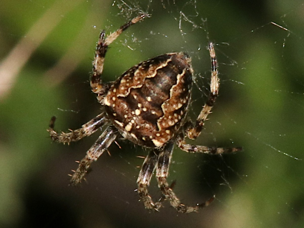 Eastern Garden Spider Common Western WA House Spider Guide For Autumn