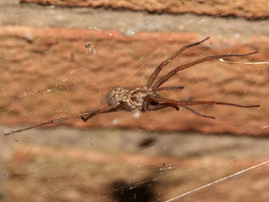 Giant House Spider Size
