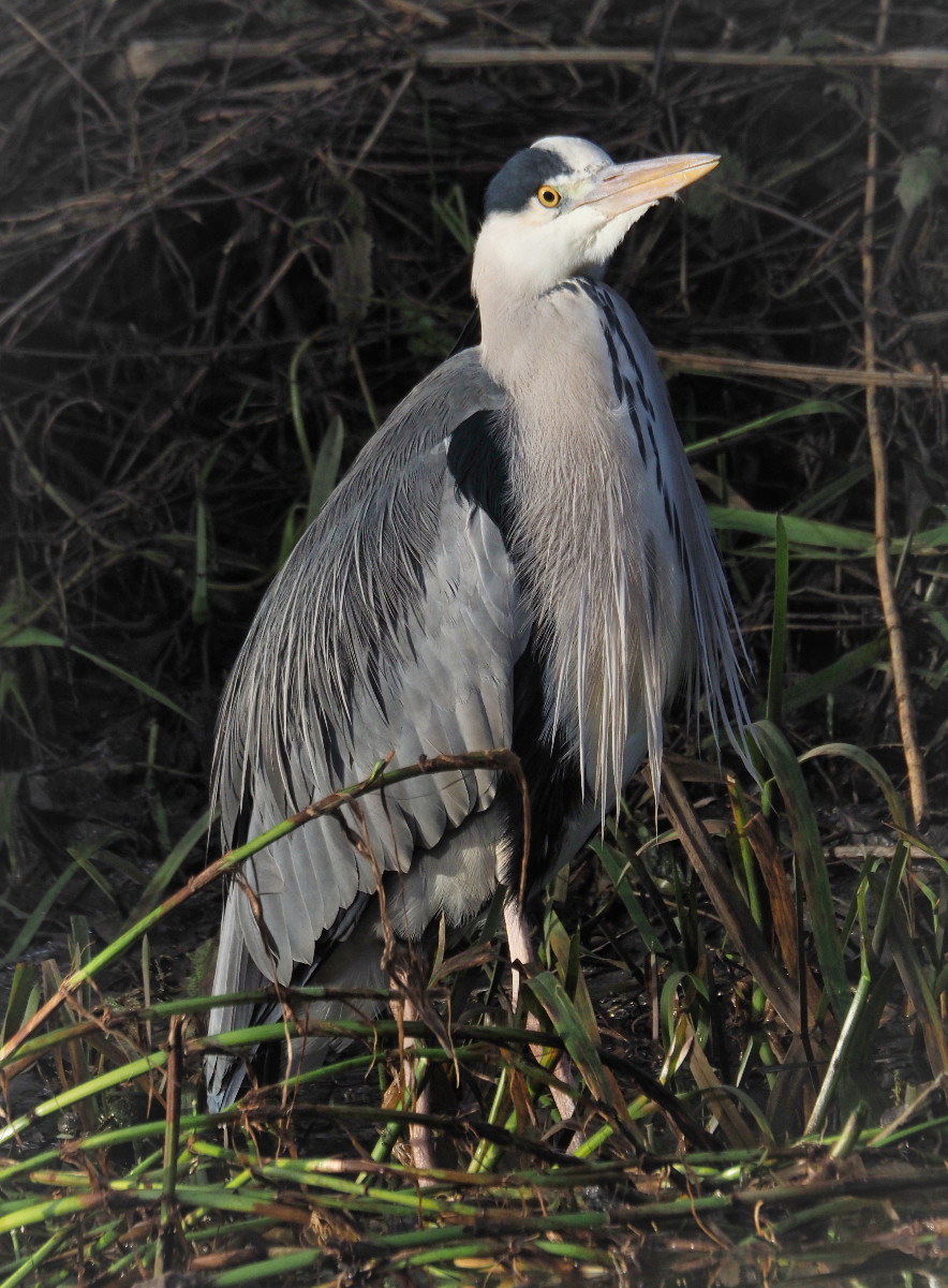 Grey Heron | NatureSpot