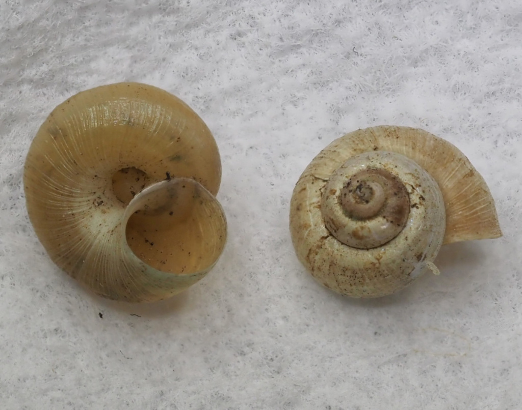 Valve Snail | NatureSpot