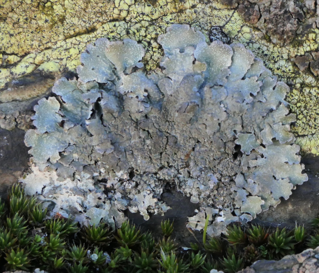 Parmelia saxatilis | NatureSpot