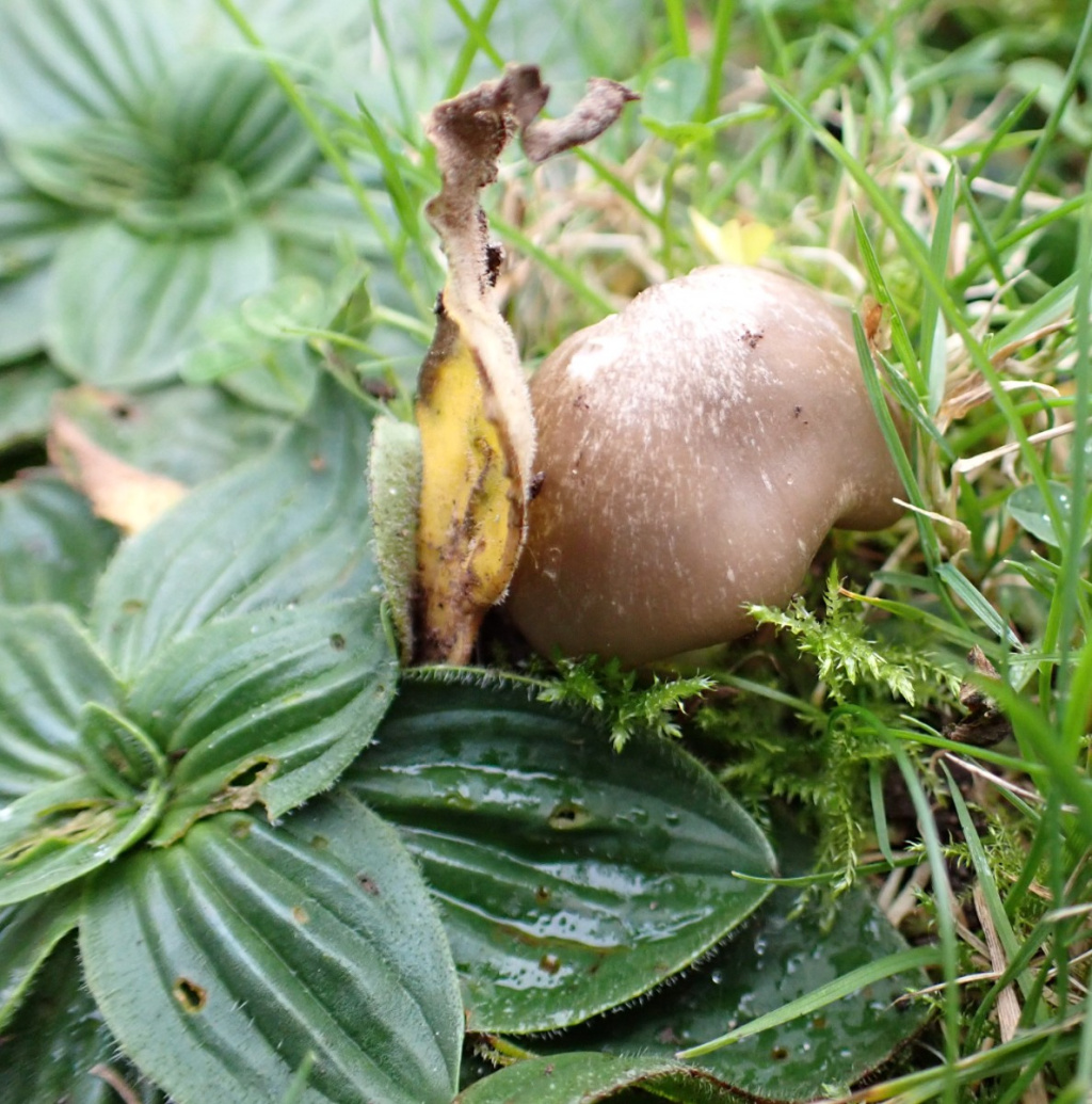 Earthy Waxcap | NatureSpot