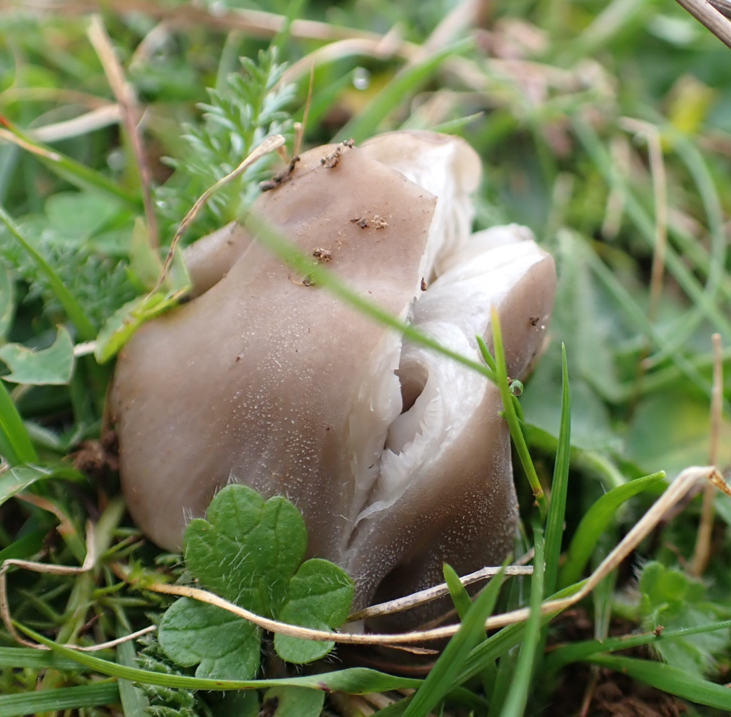 Earthy Waxcap | NatureSpot