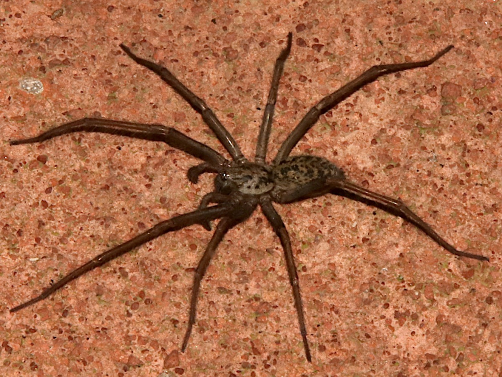 Giant House Spider Size