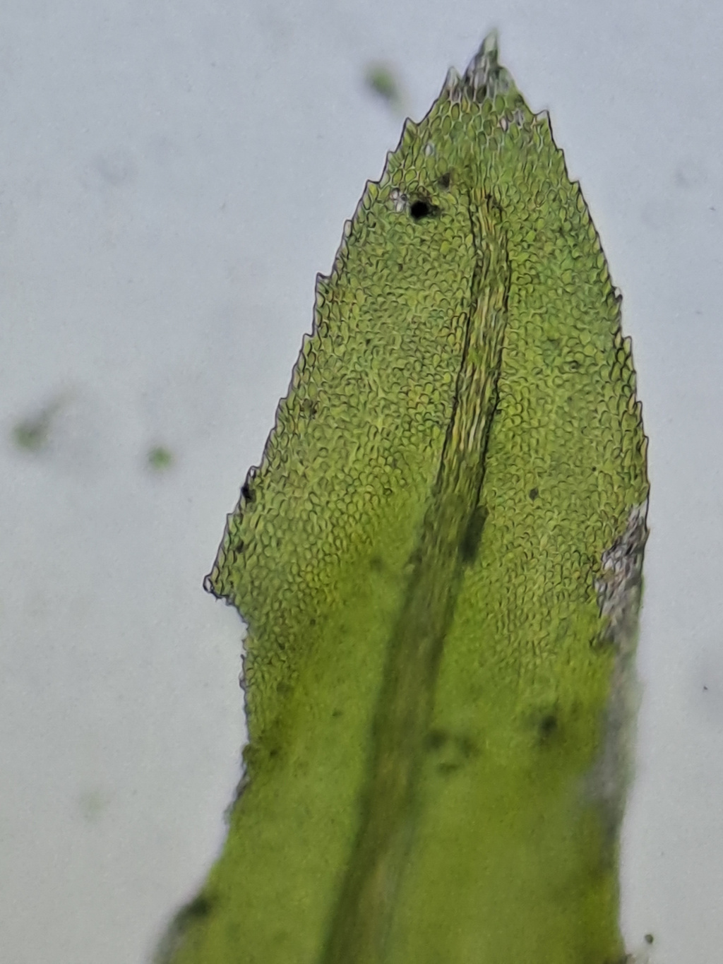 Fox-tail Feather-moss | NatureSpot