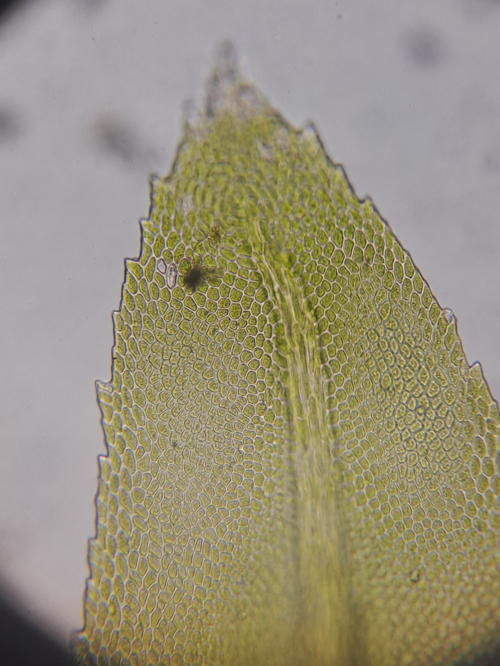 Fox-tail Feather-moss | NatureSpot