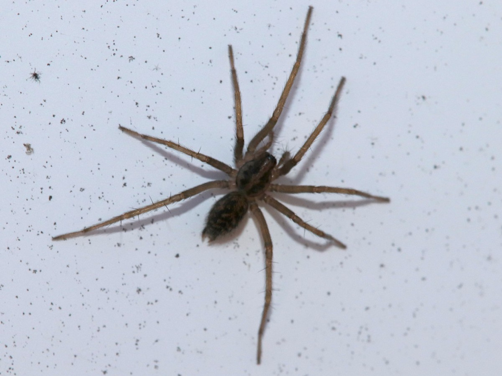 Giant House Spider Size
