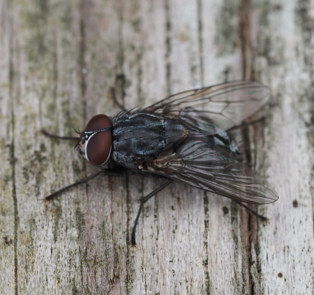 Muscina prolapsa | NatureSpot