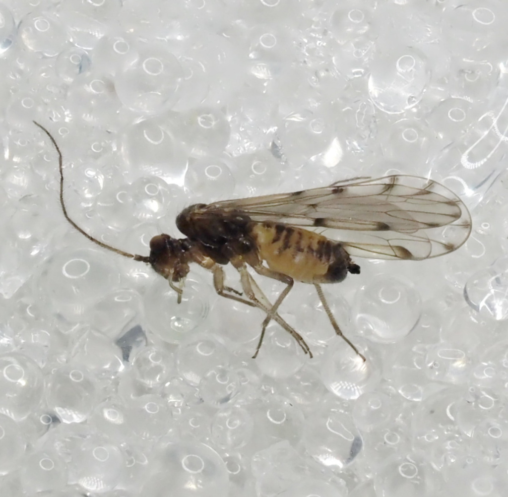 Ectopsocus petersi | NatureSpot