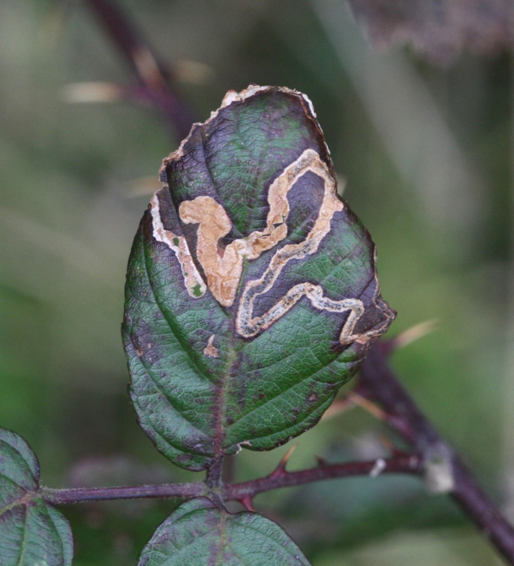 Stigmella aurella | NatureSpot