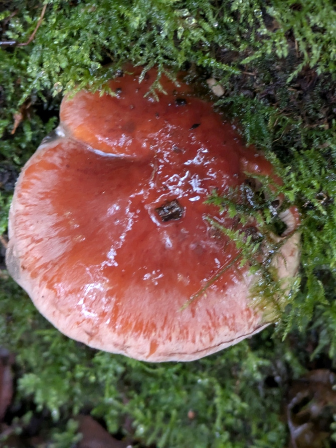 Brick Tuft | NatureSpot