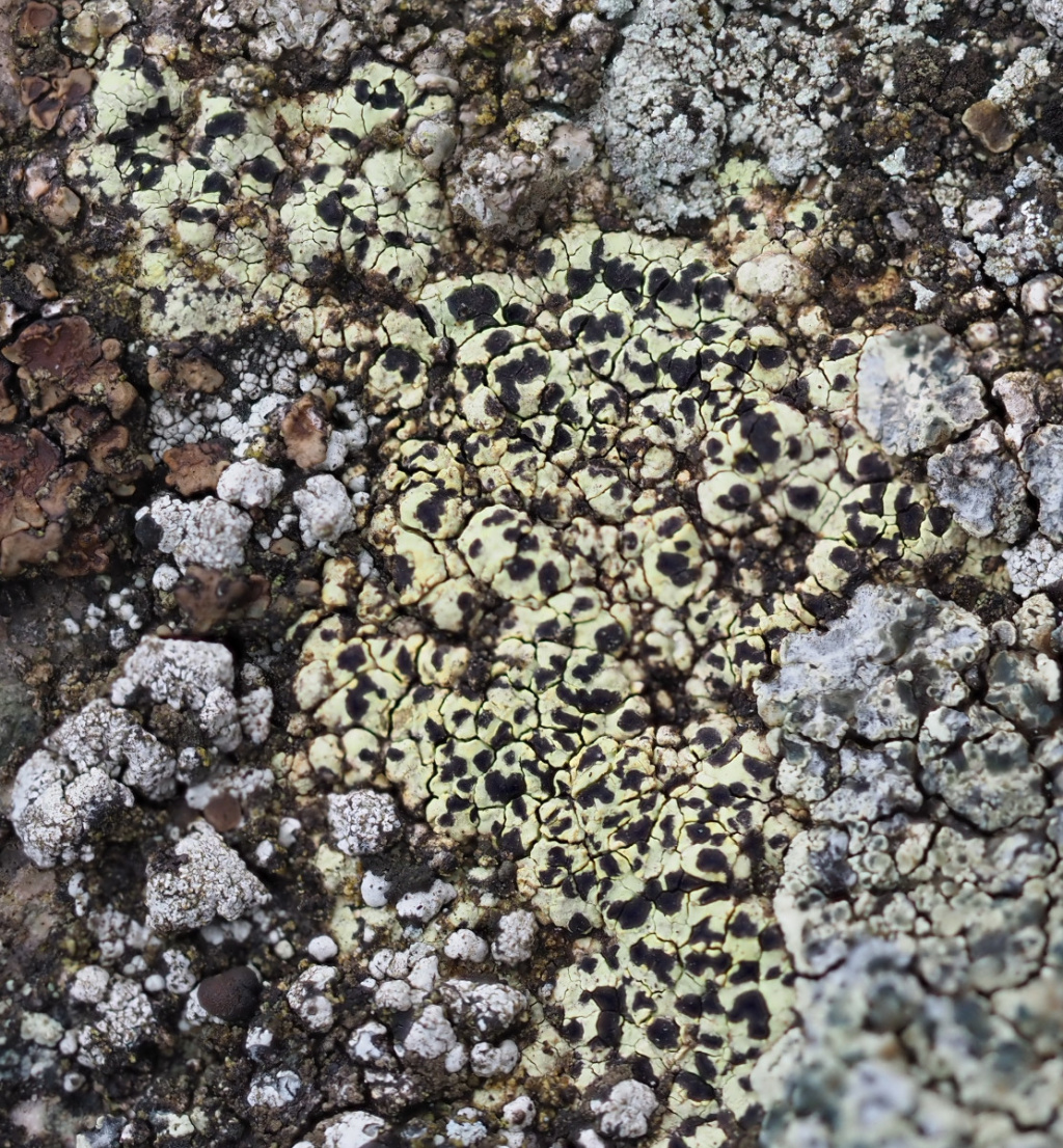 Identification Help | NatureSpot