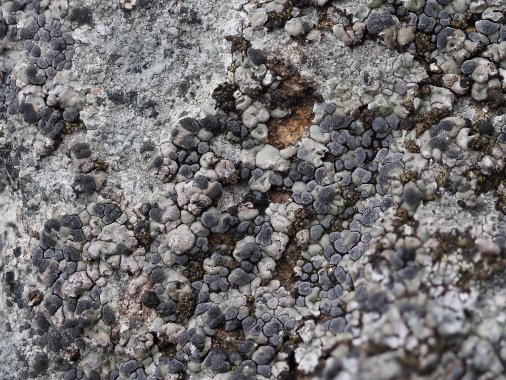 Porpidia macrocarpa | NatureSpot