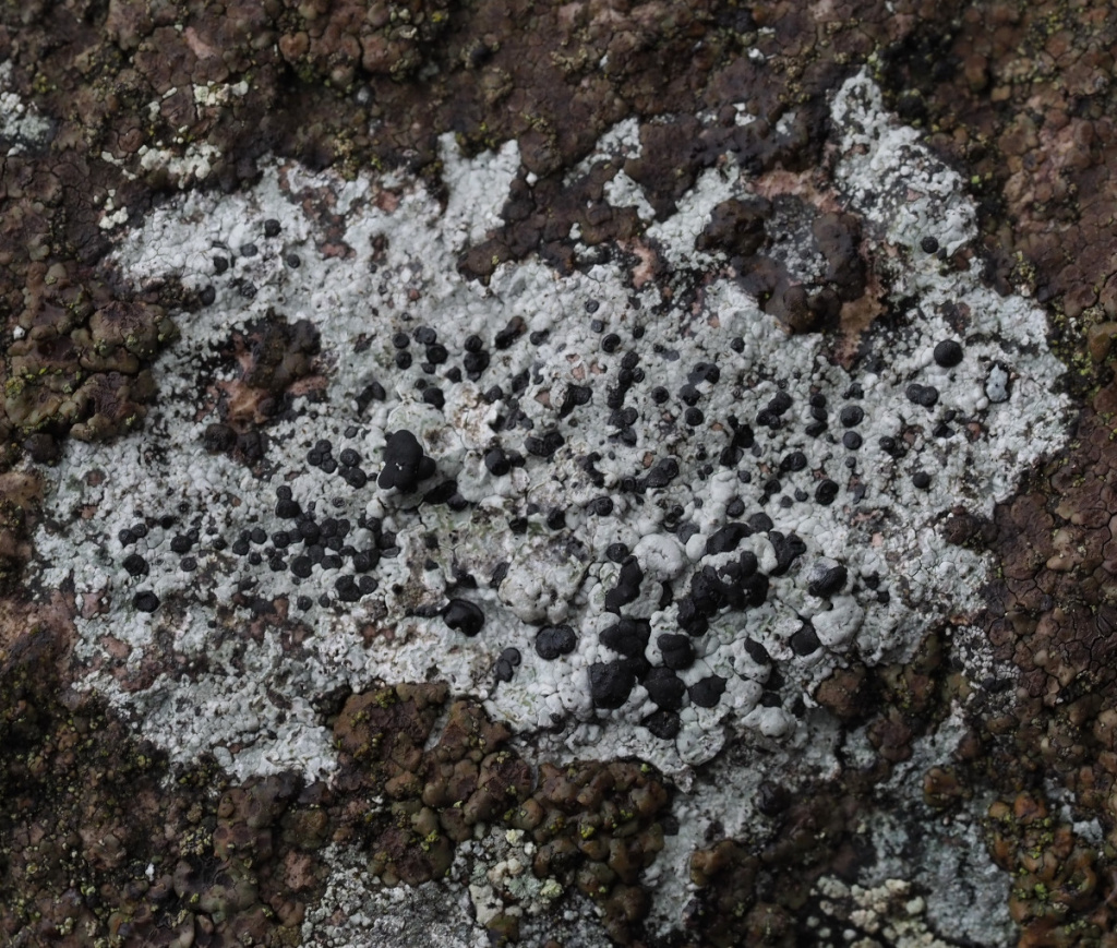 Porpidia crustulata | NatureSpot