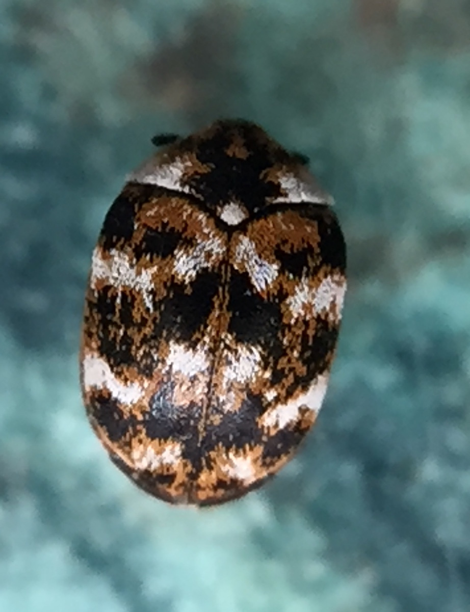 Varied Carpet Beetle How To Get Rid Of Carpet Beetles The Home Depot