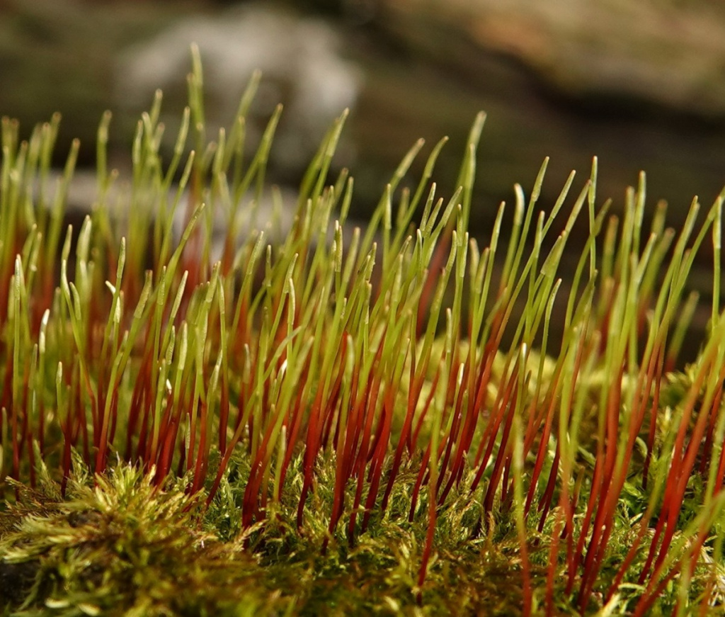 Creeping Feather-moss | NatureSpot