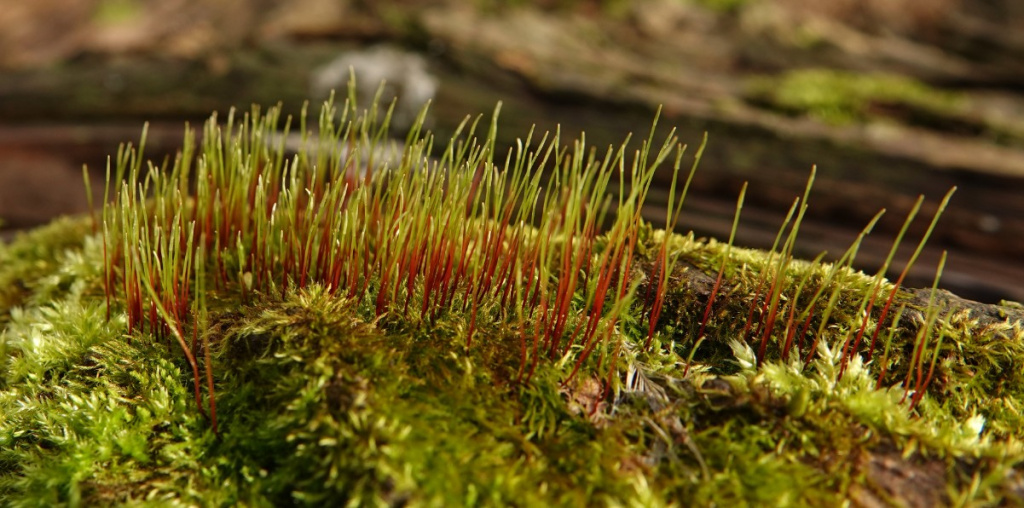 Creeping Feather-moss | NatureSpot