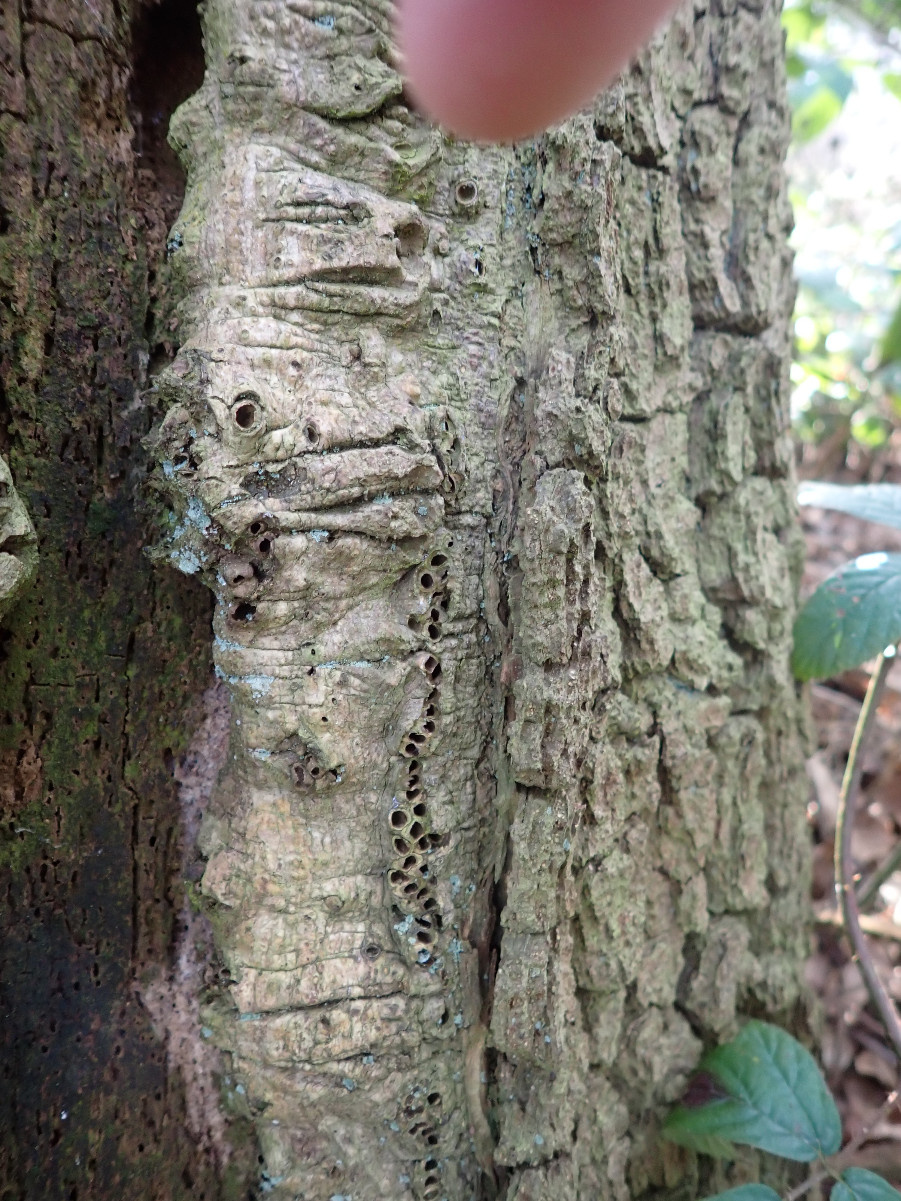 Bark Galls Tree Anatomy: Bark | Crow's Path